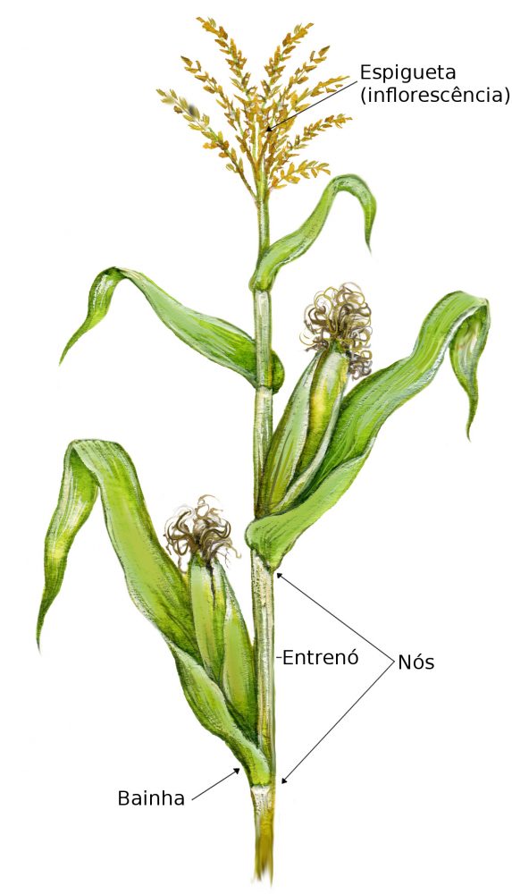 Gram neas Fam lia Poaceae Plantas InfoEscola