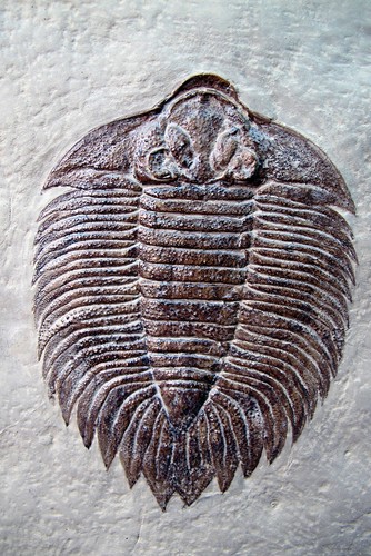 Era Paleozóica - InfoEscola