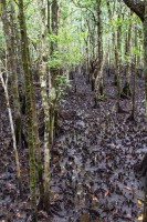 Manguezal - Mangues - Biomas - InfoEscola