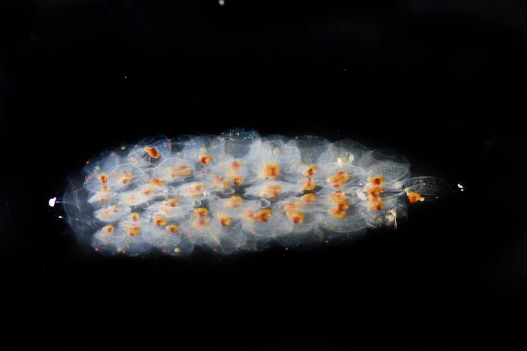 Classe Thaliacea - InfoEscola