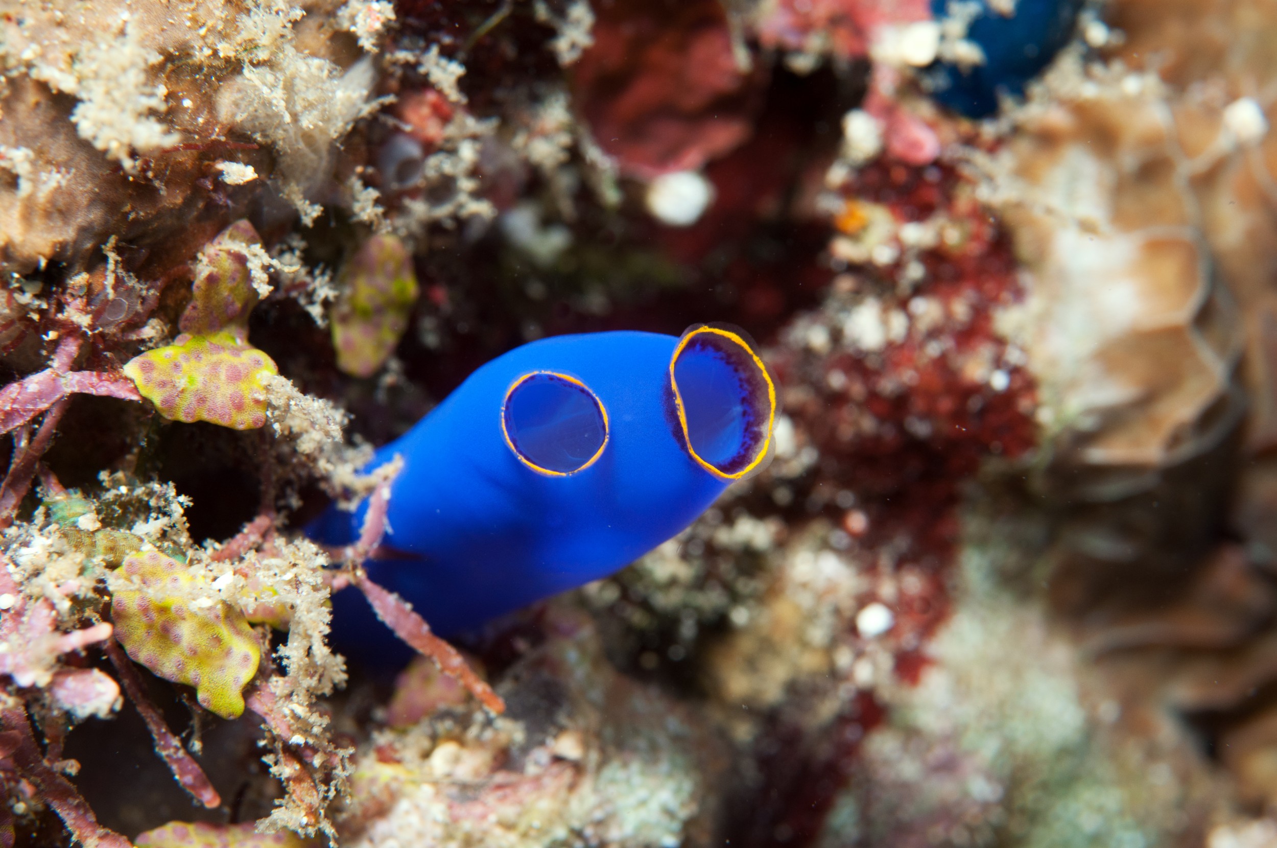 Classe Ascidiacea (ascídias) - InfoEscola