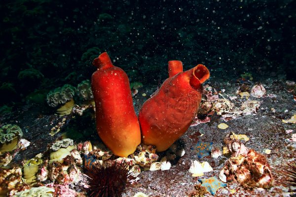 Classe Ascidiacea (ascídias) - InfoEscola