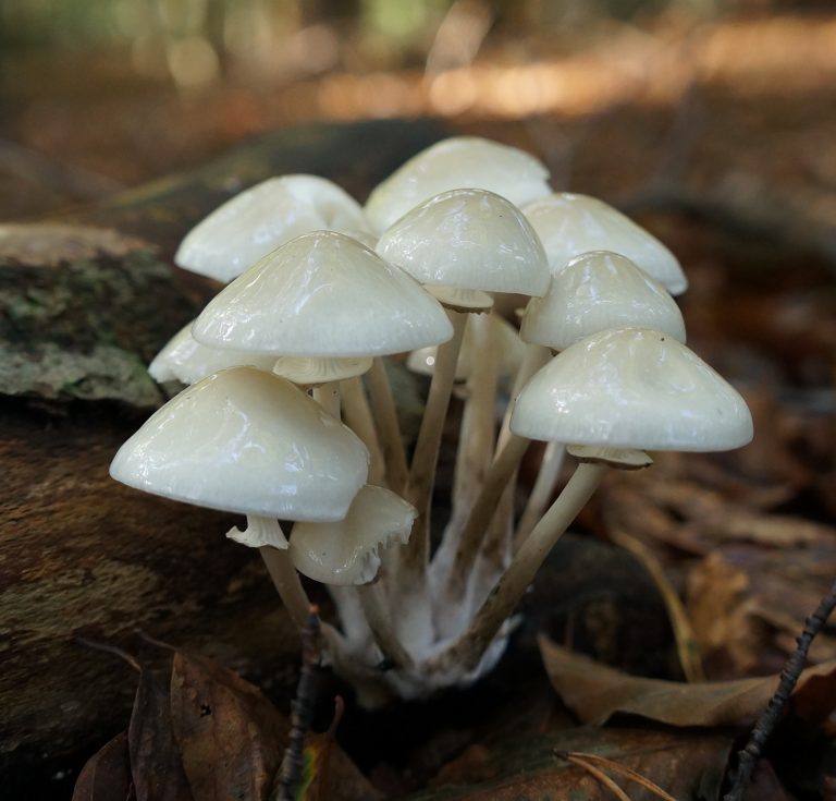 Professora Evelyn: Basidiomicetos