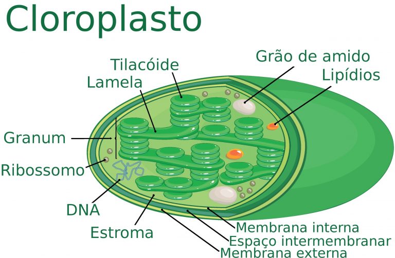 Tilacoide - estrutura presente nos cloroplastos - Citologia - InfoEscola