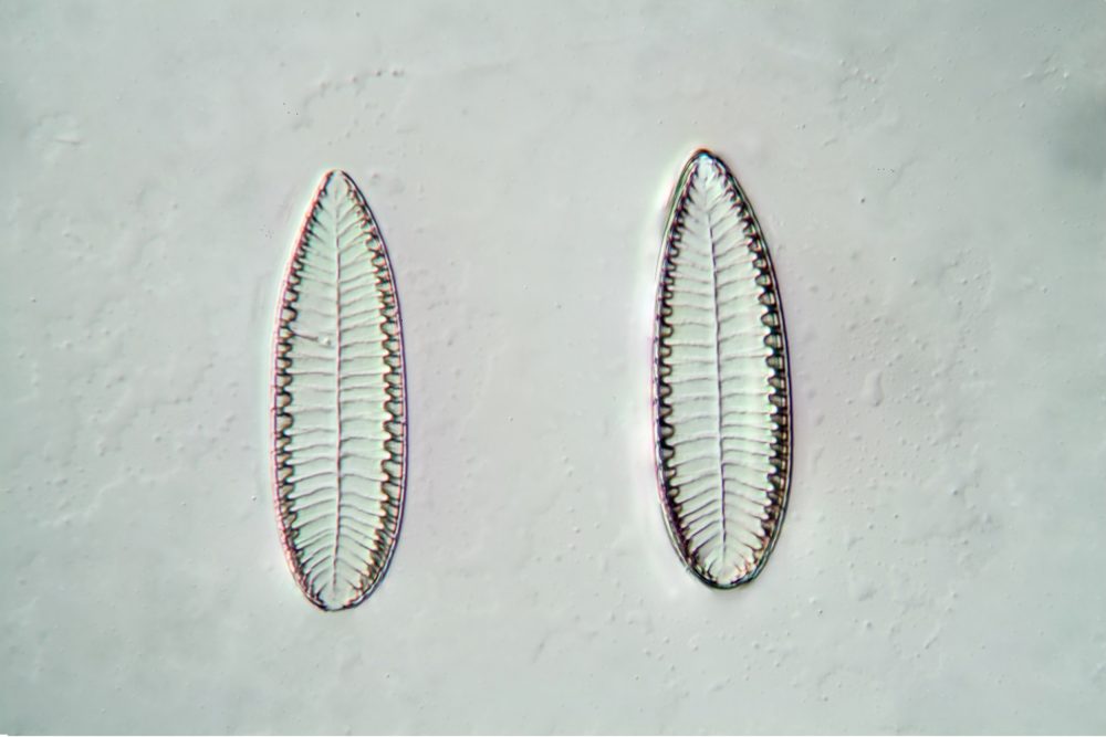 Professora Evelyn: Diatomáceas