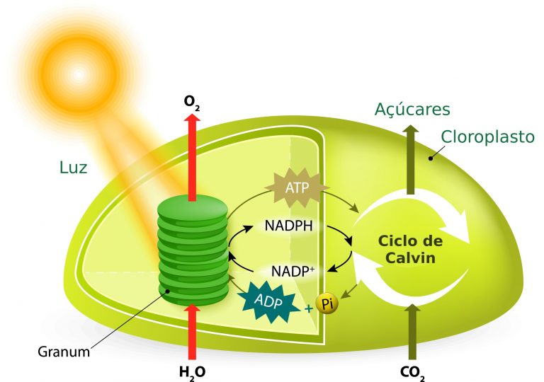 Seres autótrofos - Biologia - InfoEscola
