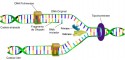 Replicação de DNA - Genética - InfoEscola