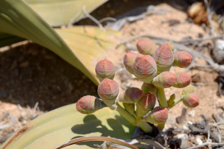 Gnetophyta Example Ginkgophyta Characteristics