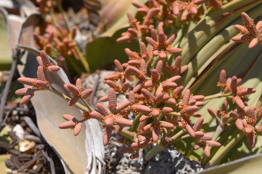 Filo Gnetophyta 174 Welwitschia Mirabilis Stock Photos, High Res