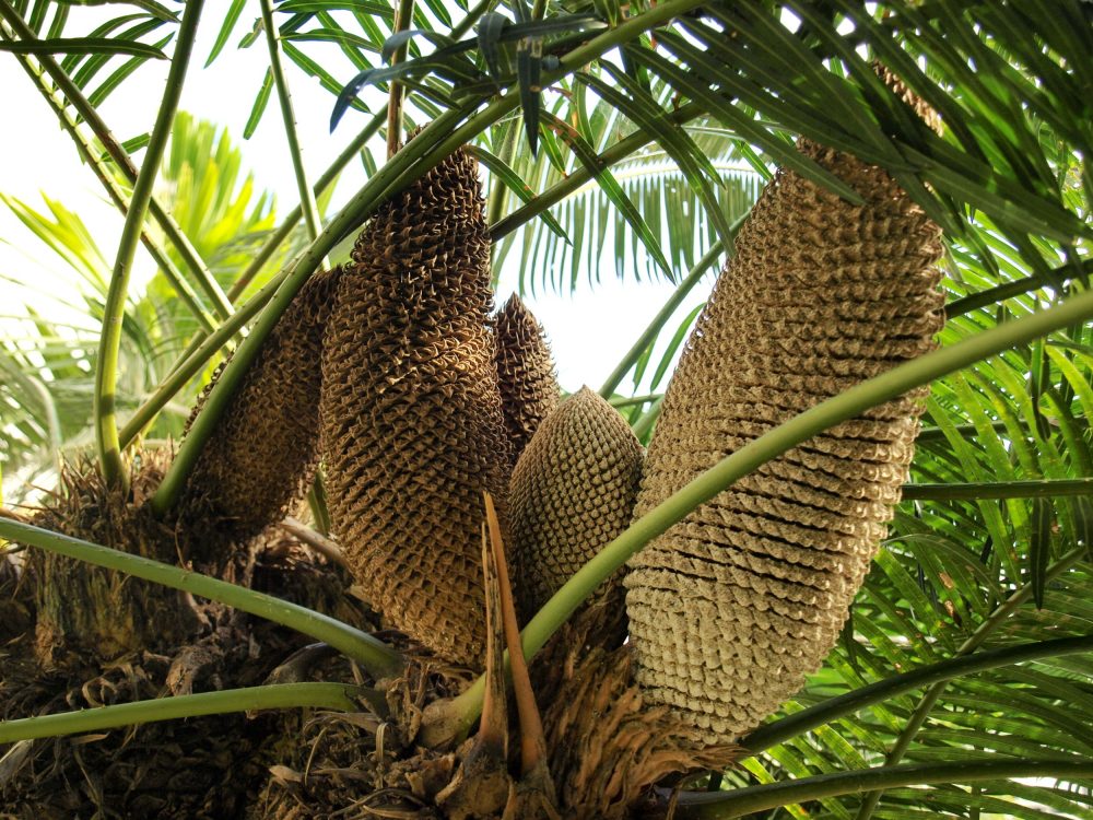 Cicadófitas (Divisão Cycadophyta) - Plantas - InfoEscola