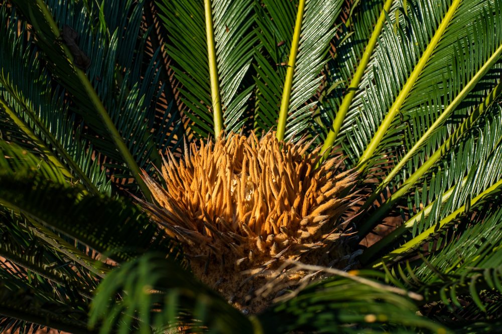 Cicadófitas (Divisão Cycadophyta) - Plantas - InfoEscola