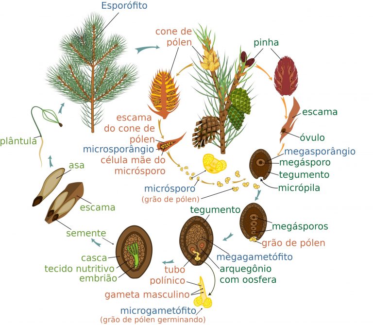 Ciclo De Vida Do Filo Coniferophyta
