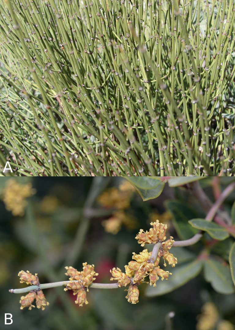 Gnetófitas (Divisão Gnetophyta) - Plantas - InfoEscola