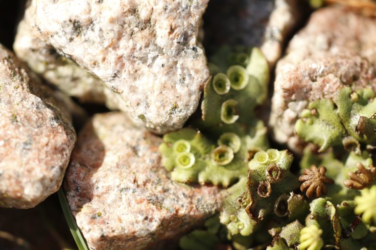 Hepáticas (Filo Hepatophyta) - Biologia - InfoEscola