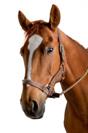 Cavalo - características, ecologia, origens, fotos - InfoEscola