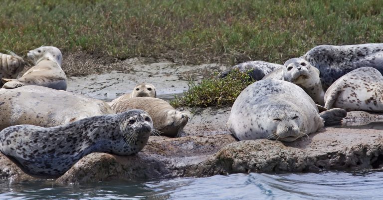 Foca - ecologia, características, fotos - Animais - InfoEscola