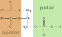Fosfolipídios - Bioquímica - InfoEscola
