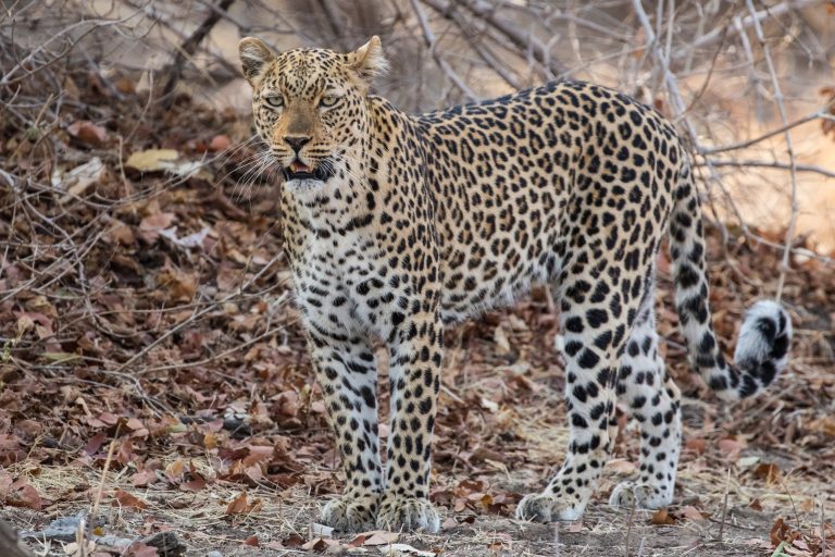 Leopardo - ecologia, características, fotos - InfoEscola