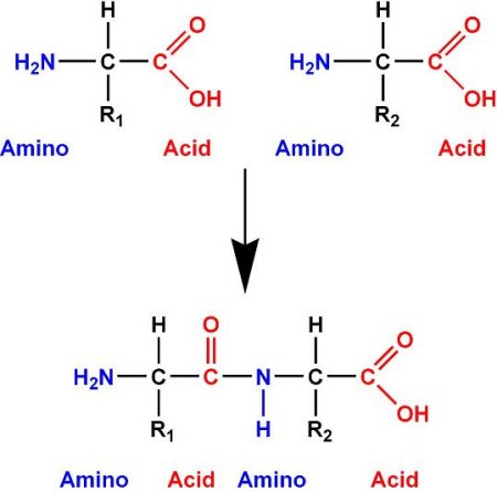Peptídeos - Bioquímica - InfoEscola