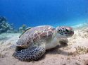 Tartaruga marinha - Biologia - InfoEscola