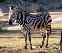 Zebra - espécies, habitat, fotos - Animais - InfoEscola
