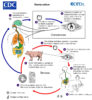 Cisticercose - sintomas, transmissão, tratamentos e prevenção - Doenças ...