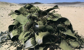 Gnetófitas (Filo Gnetophyta) - InfoEscola