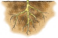 Tipos de Raízes - Biologia - InfoEscola