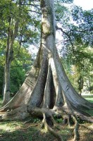 Tipos de Raízes - Biologia - InfoEscola