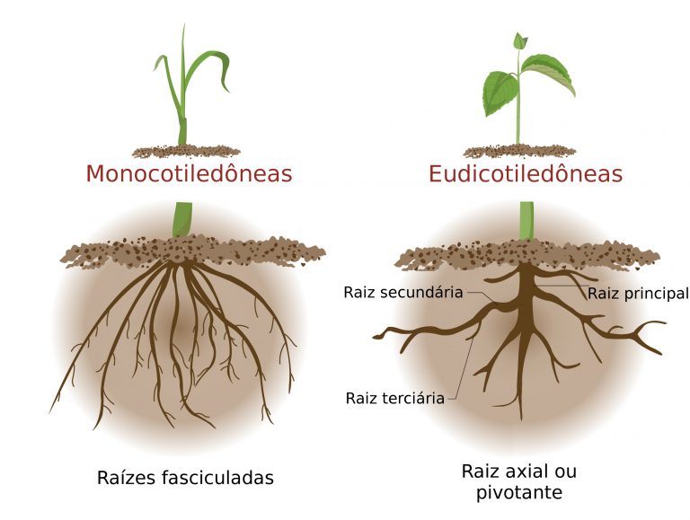 raiz-partes-das-plantas-bot-nica-e-biologia-infoescola