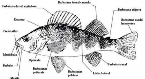 Peixes Ósseos (Classe Osteichthyes) - InfoEscola