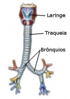 Traqueia - Órgãos do Sistema Respiratório - Anatomia Humana - InfoEscola