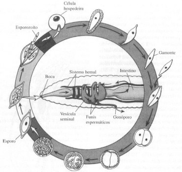 Filo Apicomplexa - Esporozoários - Reino Protista - InfoEscola