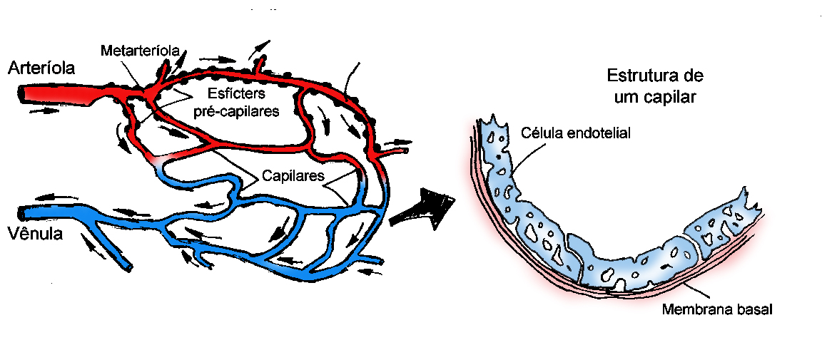 Capilares sanguíneos - Sistema Circulatório - Anatomia - InfoEscola