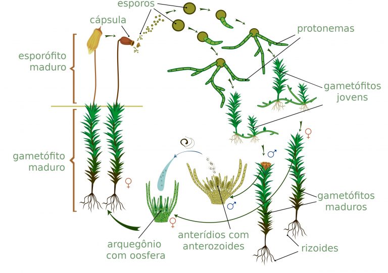 Musgos - Plantas Briófitas - InfoEscola Musgos - Plantas Briófitas - InfoEscola