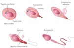 Espermatozóide - Reprodução e Embriologia - InfoEscola