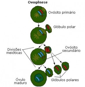 Oogênese - Ovogênese - Reprodução Humana - Biologia - InfoEscola