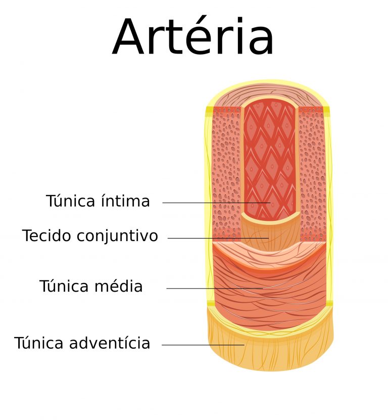 Artéria - Sistema Circulatório - Anatomia das Artérias - InfoEscola Artéria - Sistema Circulatório - Anatomia das Artérias - InfoEscola