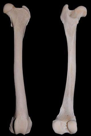 Ossos - Sistema Esquelético e Locomotor - InfoEscola