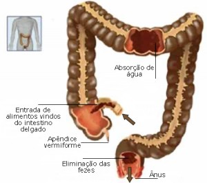 Intestino Grosso - Anatomia do Sistema Digestivo - InfoEscola