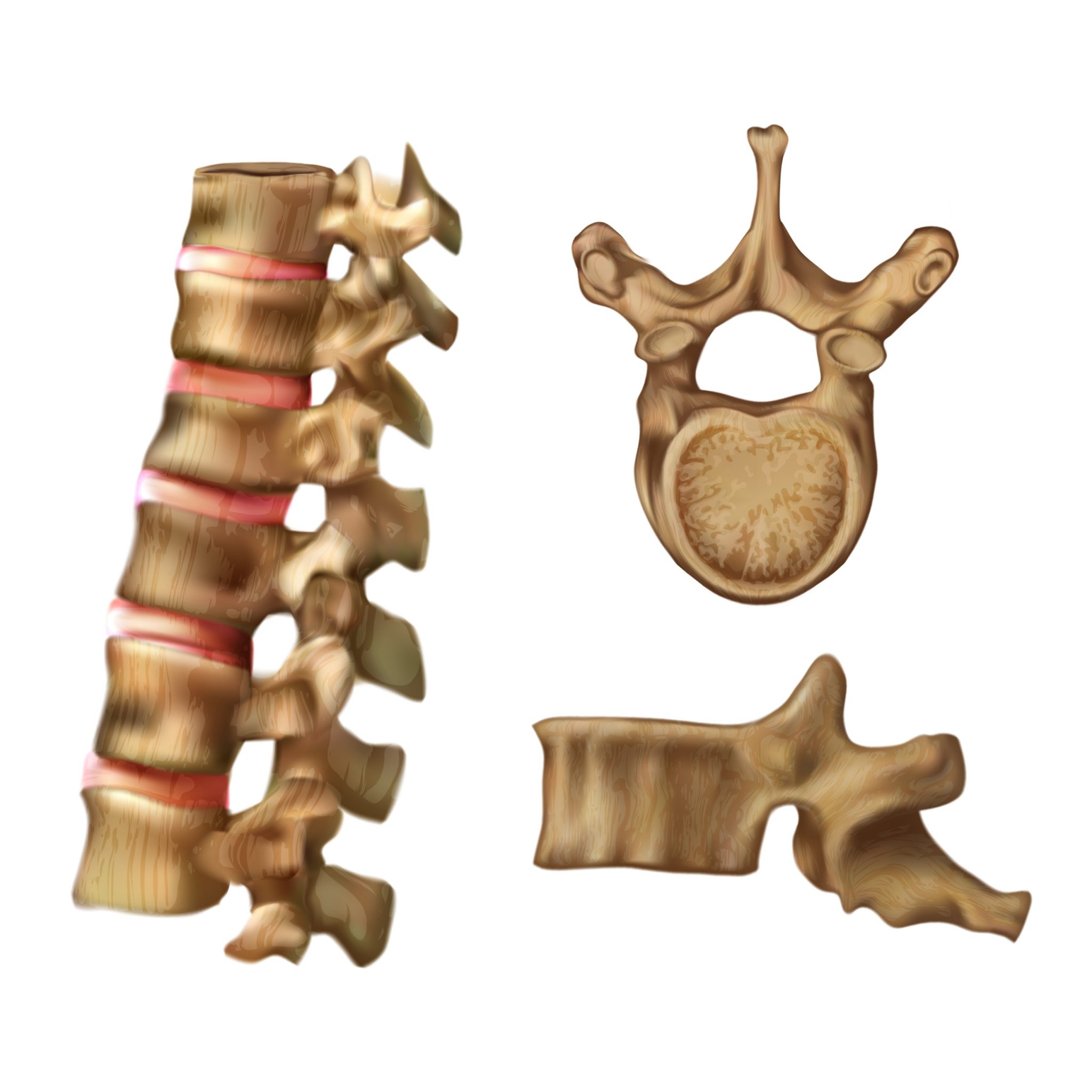 Coluna Vertebral Biologia Net | Images and Photos finder