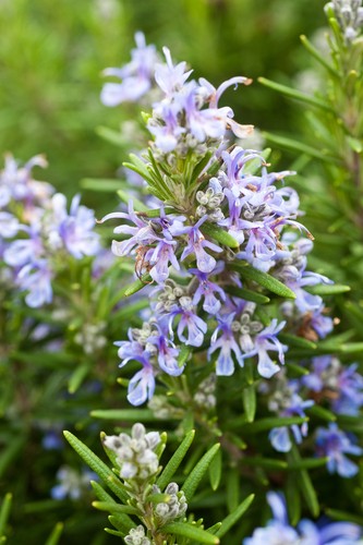 Alecrim - Rosmarinus officinalis - Plantas - InfoEscola