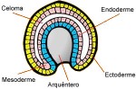 Endoderme ou Endoderma - Embriologia - InfoEscola