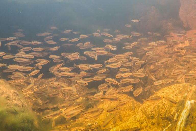 Lambari - Astyanax - Peixes - InfoEscola