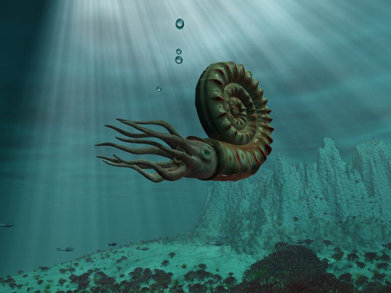 Professora Evelyn: Período Ordoviciano