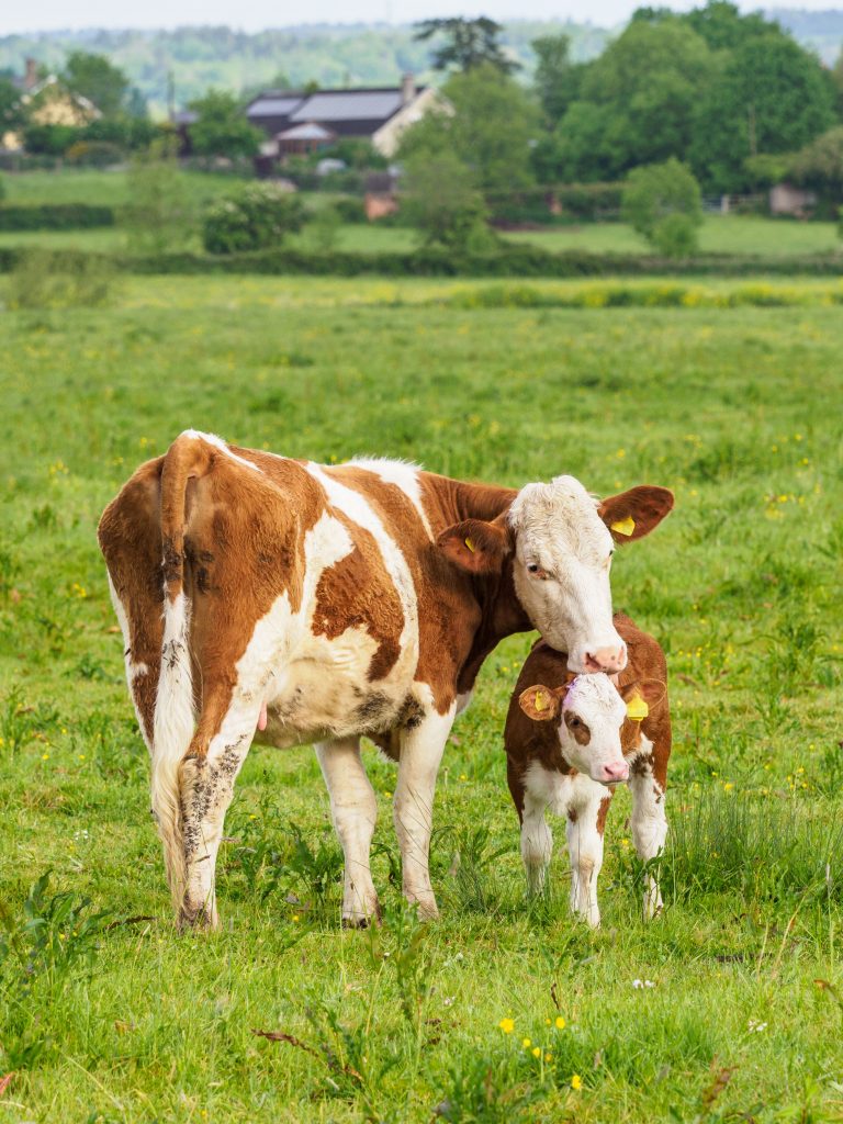 Gado Guernsey - Raças de Bovinos - Pecuária - InfoEscola
