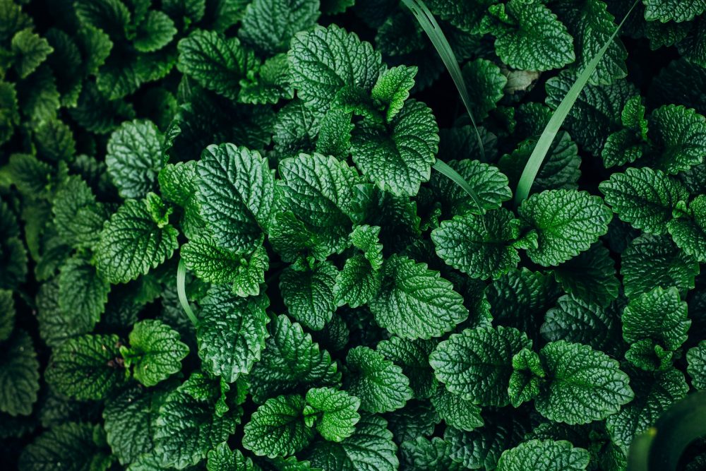Lamiaceae - Lamiáceas - Famílias de Plantas - InfoEscola