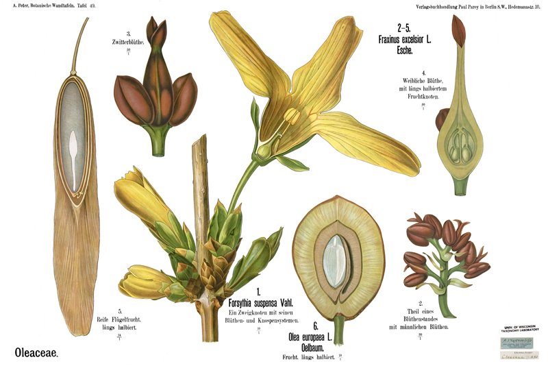 Oleaceae - Família das Oleáceas - Plantas - InfoEscola