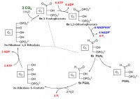 Ciclo de Calvin - Biologia - InfoEscola