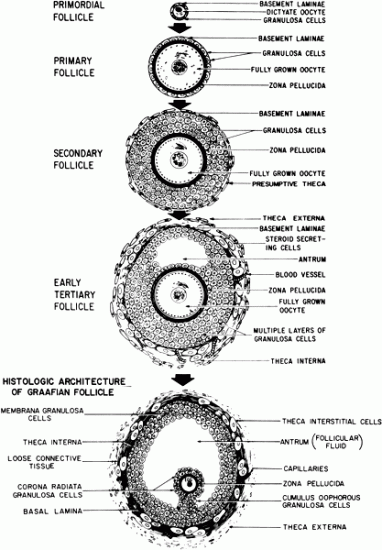 Foliculogênese - Embriologia Humana - InfoEscola